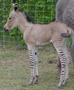Zedonk n’ Tube - Sat, Aug 14 2010